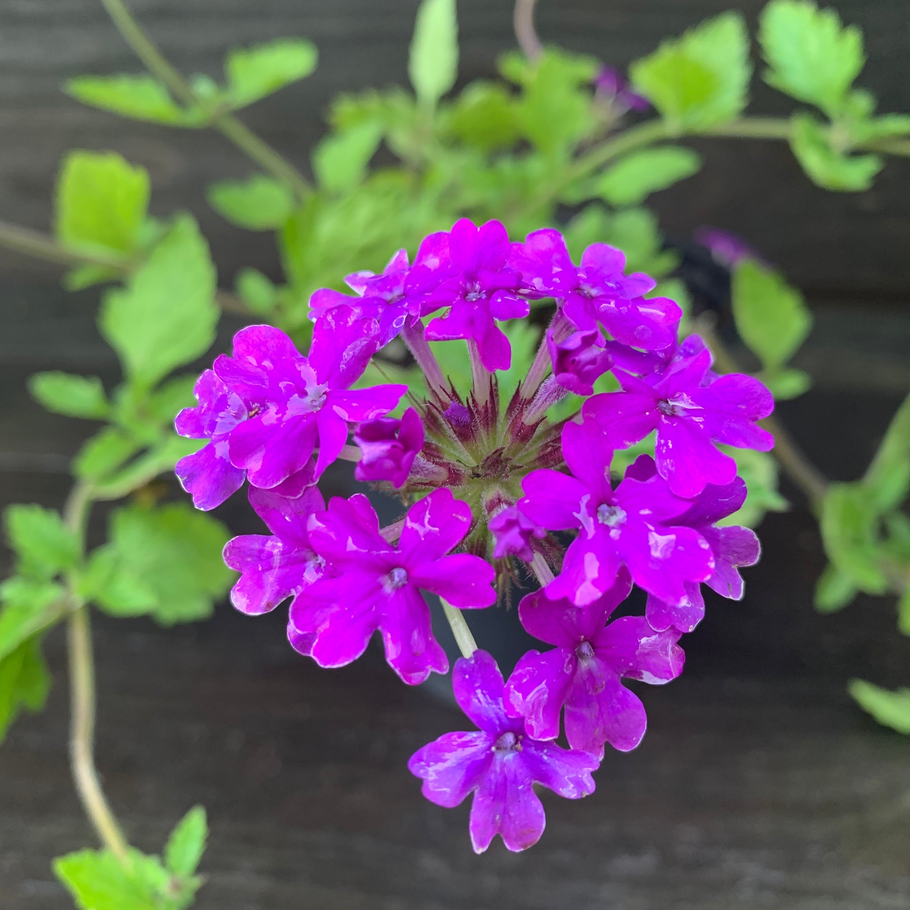 Verbena canadensis 'Homestead Purple' ~ Purple Spreader™ Garden Verben ...