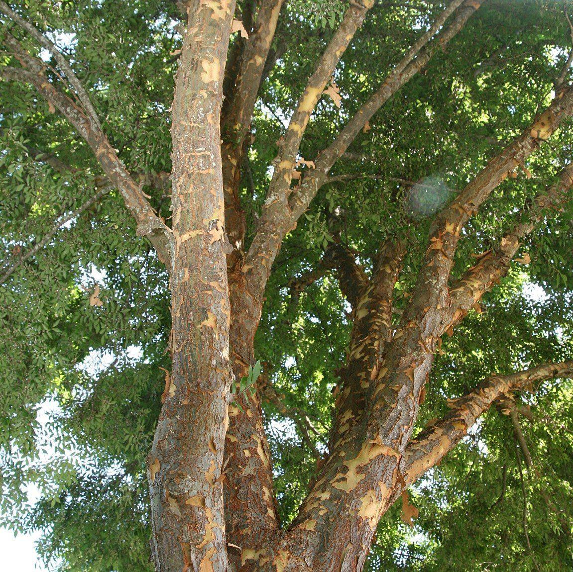 Ulmus parvifolia 'Emer II' ~ Allee Lacebark Elm – Hahira Nursery