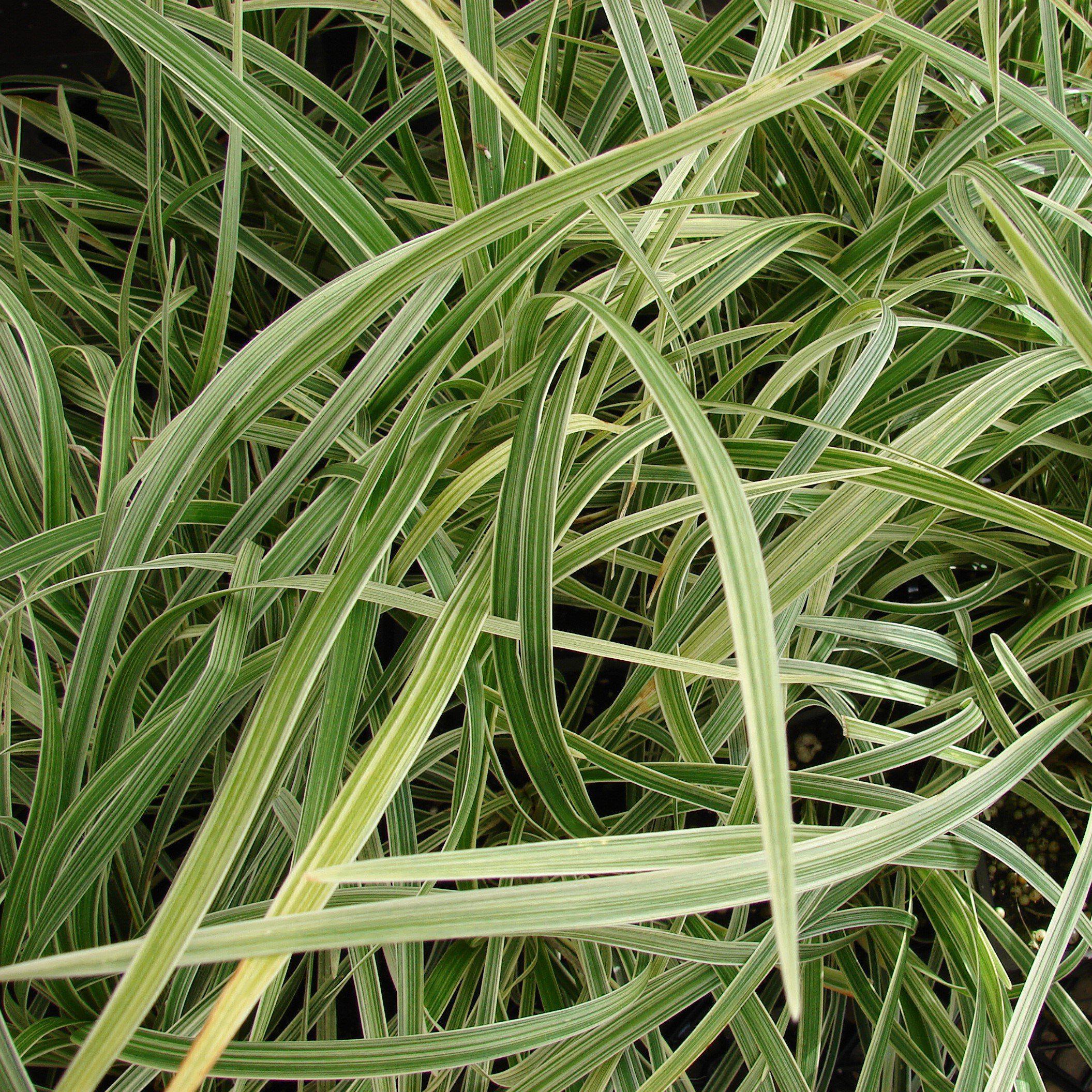 Liriope muscari ‘Aztec’ ~ Aztec Lily Turf – Hahira Nursery
