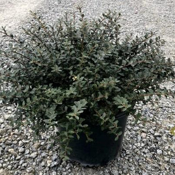 Ilex crenata 'Helleri' ~ Helleri Japanese Holly – Hahira Nursery