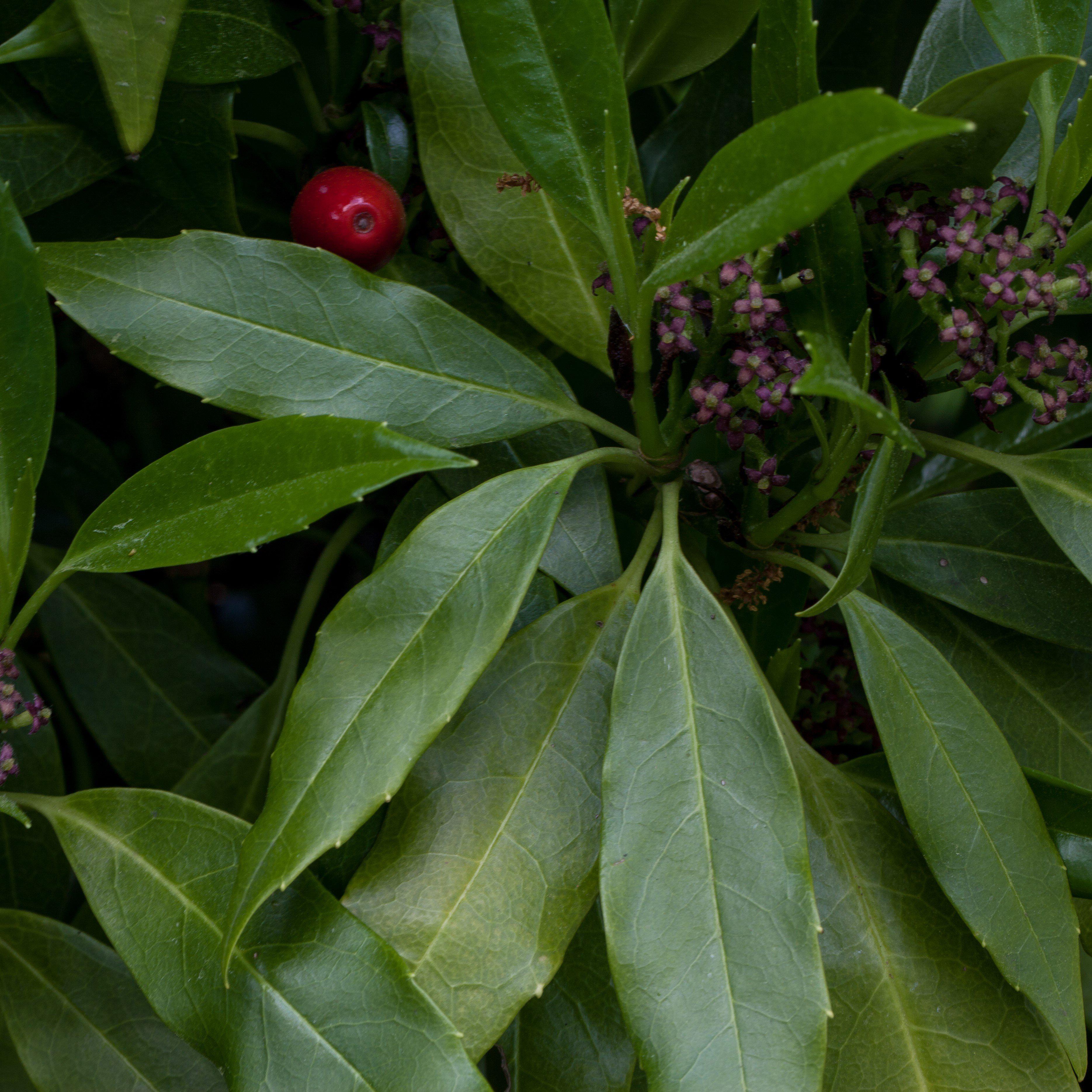 Aucuba japonica ‘Green’ ~ Green Aucuba – Hahira Nursery