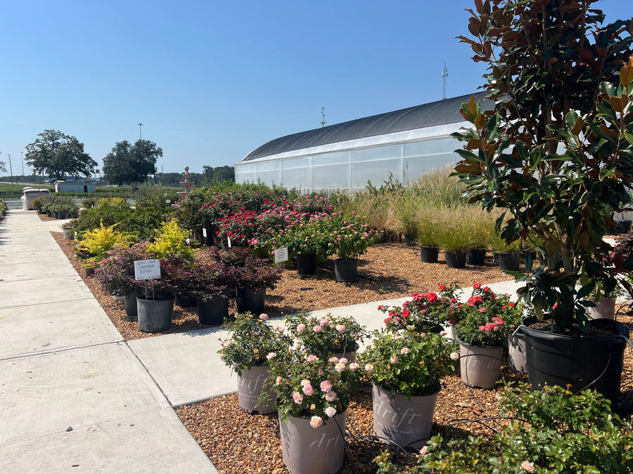 Home of the Georgia Nursery | Hahira Nursery