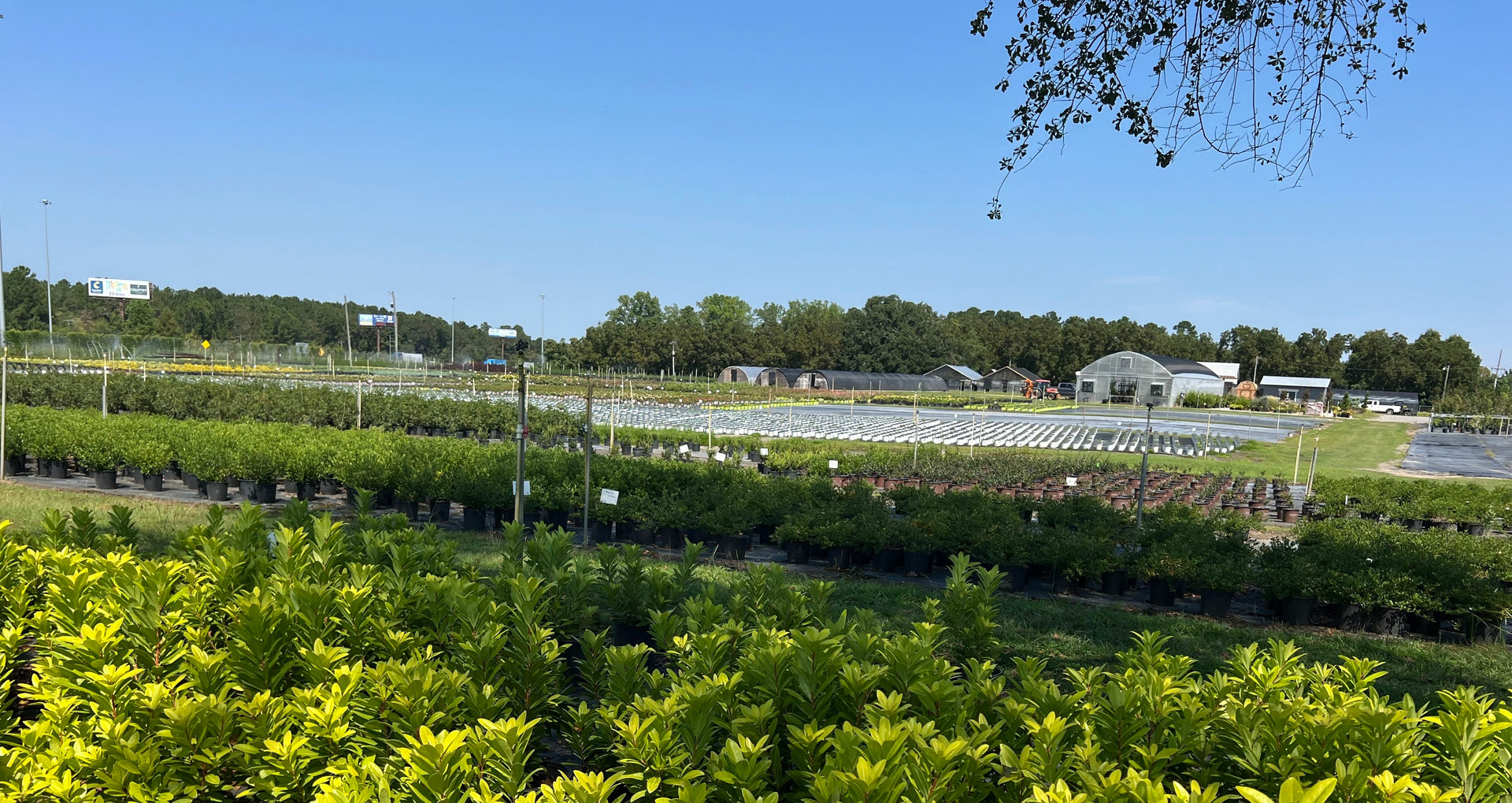 Home of the Georgia Nursery | Hahira Nursery