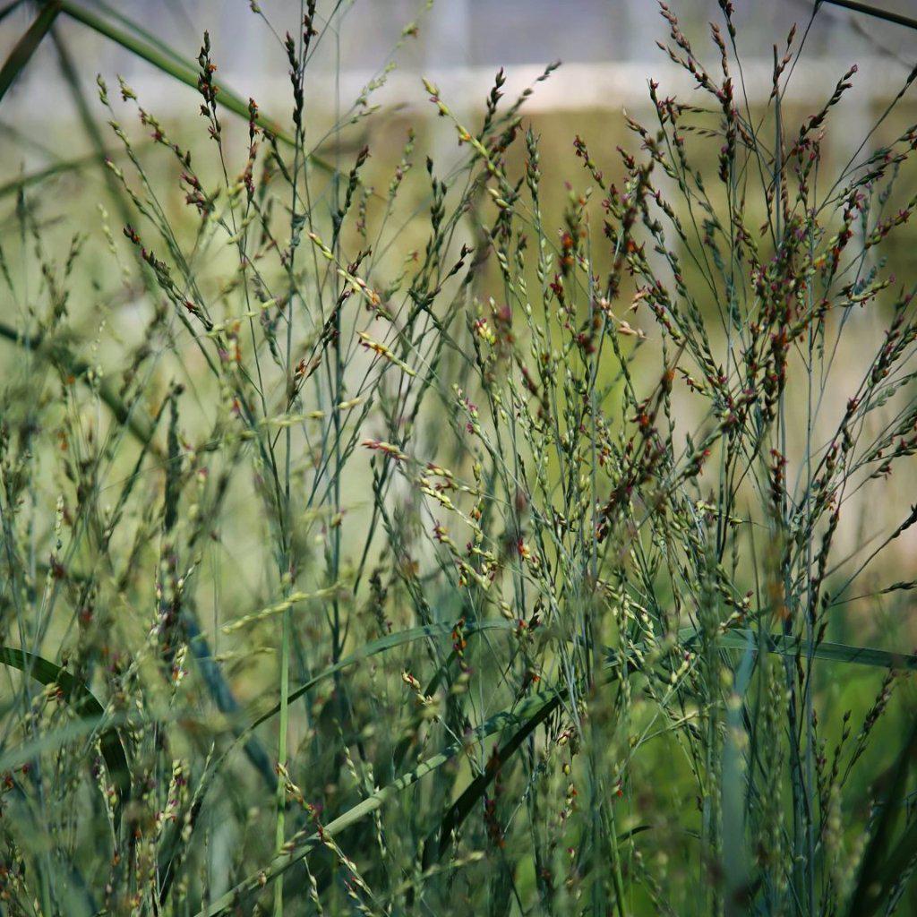 Panicum virgatum 'Heavy Metal' ~ Heavy Metal Switch Grass – Hahira Nursery