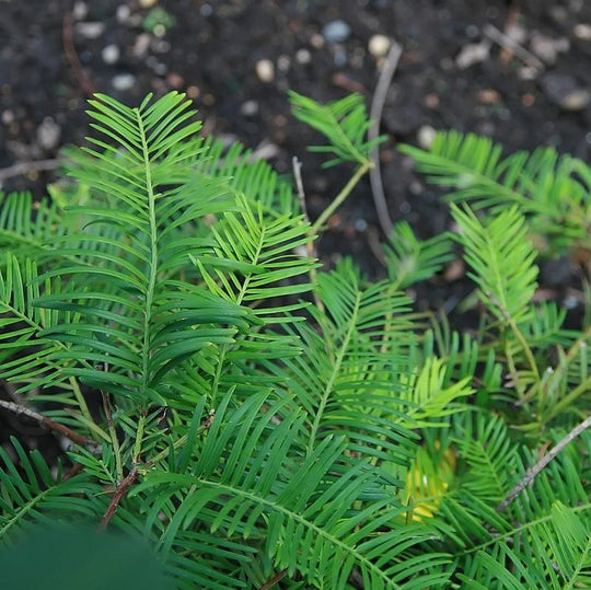 Cephalotaxus harringtonia 'Prostrata' ~ Creeping Japanese Plum Yew, Sp ...