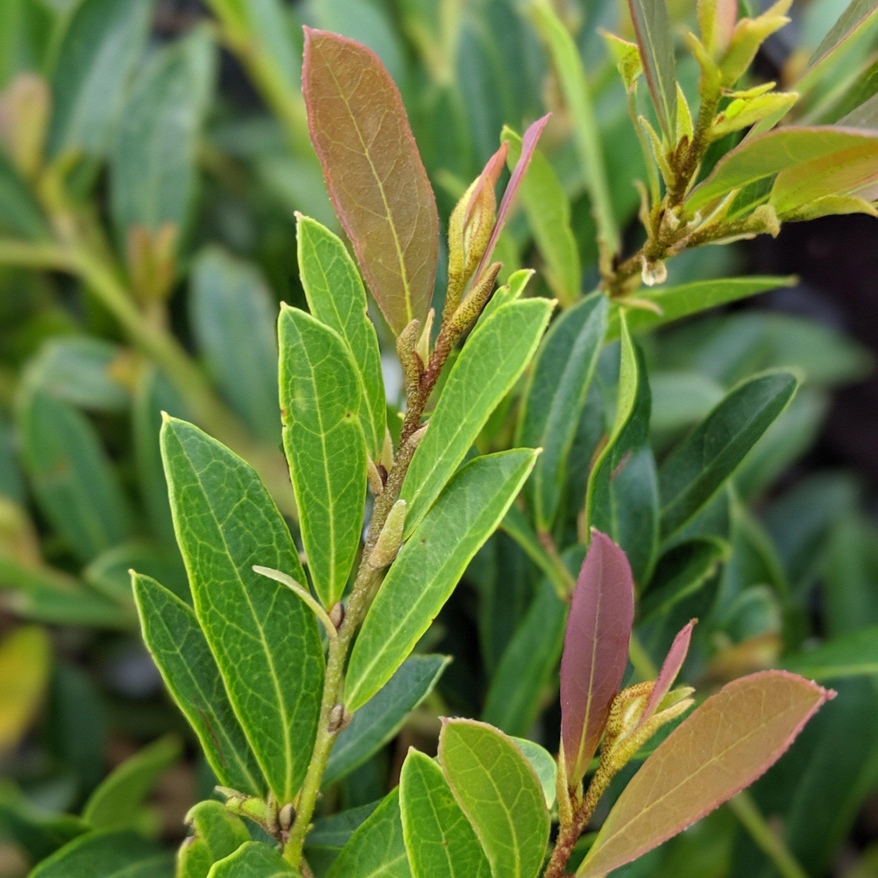 Distylium 'PIIDIST-V' PP27,631 ~ First Editions® Cinnamon Girl® Distyl ...