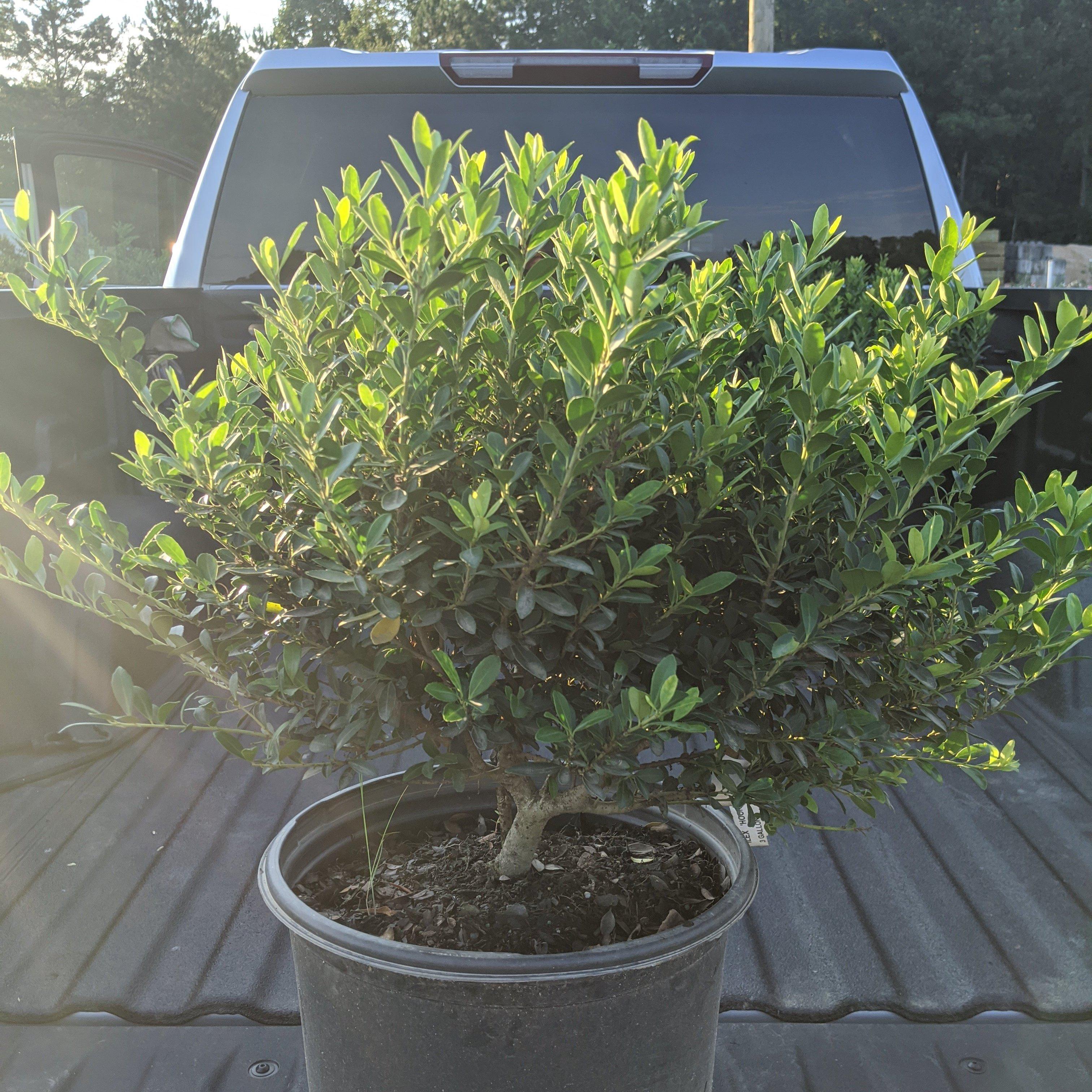 Ilex crenata 'Hoogendorn' ~ Hoogendorn Holly – Hahira Nursery