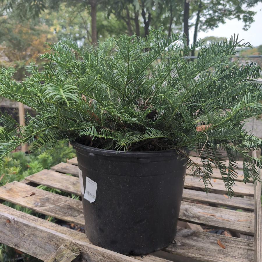 Cephalotaxus harringtonia 'Prostrata' ~ Creeping Japanese Plum Yew, Sp ...