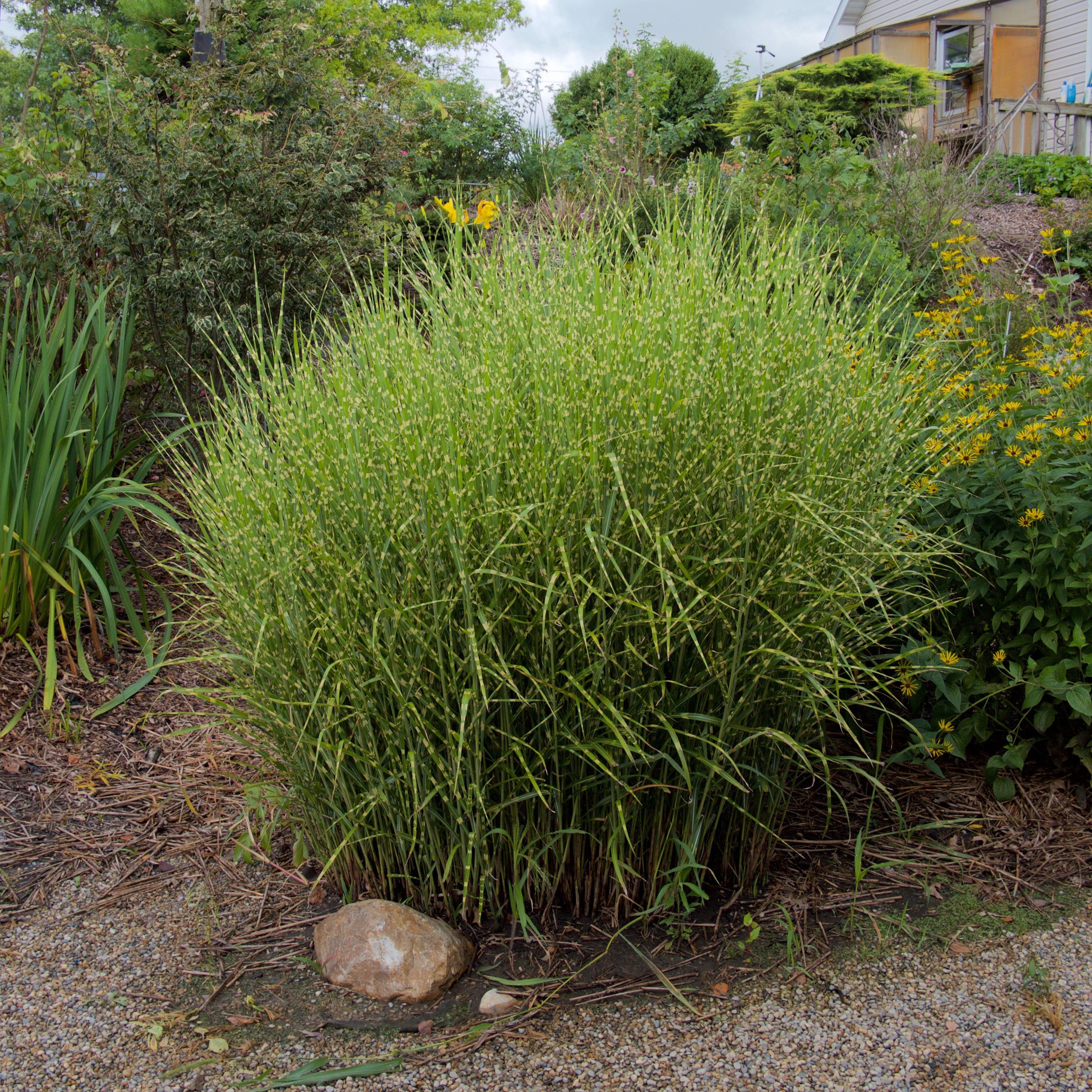 Miscanthus sinensis 'Zebrinus' ~ Zebra Grass – Hahira Nursery