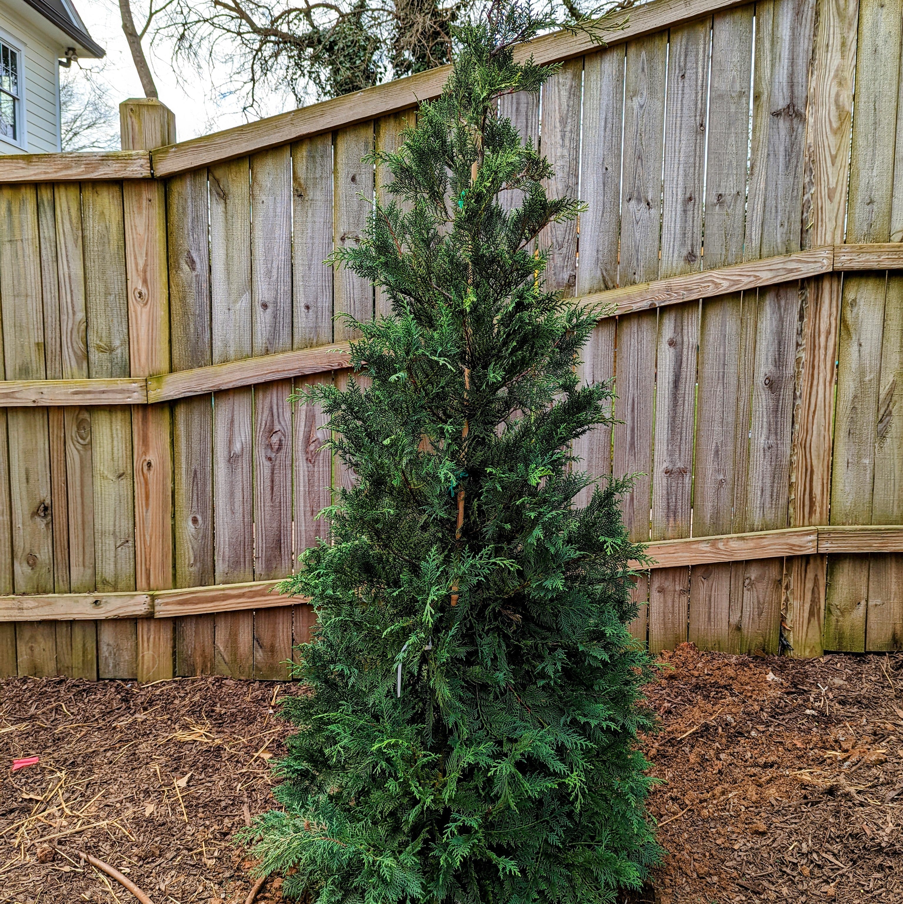 Cupressus x leylandii 'Murray' ~ Murray Cypress, Leyland Cypress ...