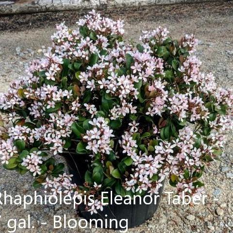 Rhaphiolepis indica 'Conor' ~ Eleanor Taber™ Indian Hawthorn – Hahira ...