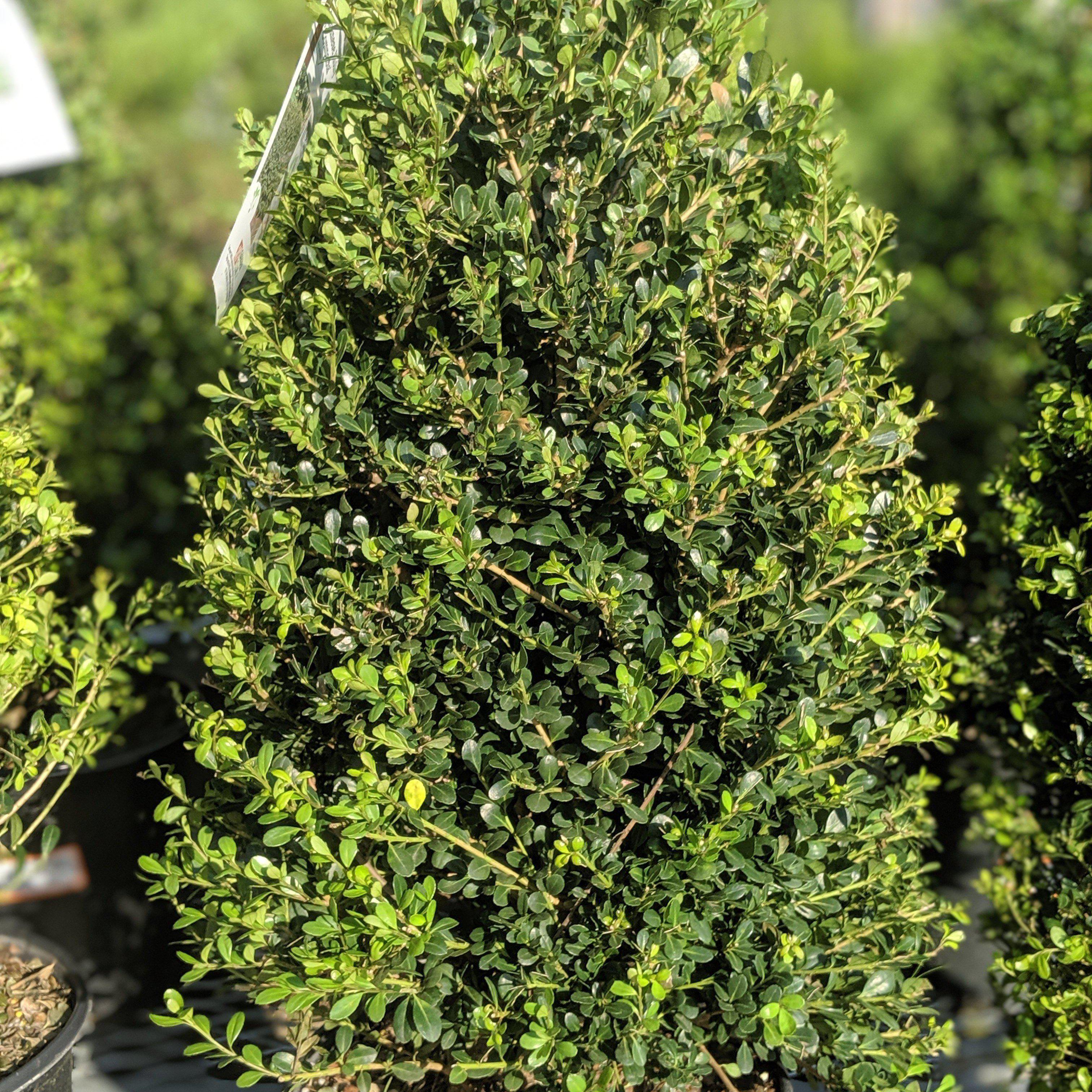 Ilex crenata 'Compacta' ~ Compact Japanese Holly – Hahira Nursery