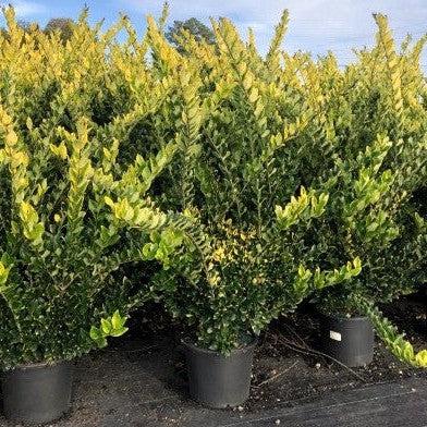 Ligustrum japonicum 'Variegatum' ~ Variegated Ligustrum – Hahira Nursery