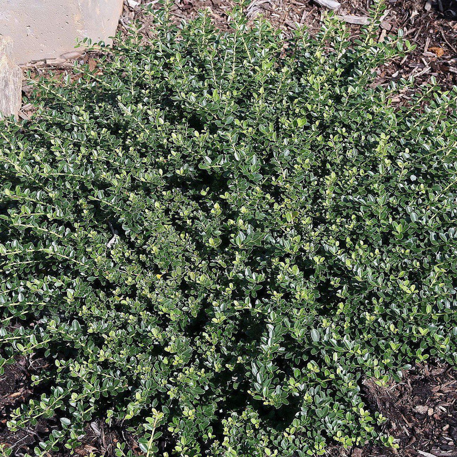 Ilex crenata 'Helleri' ~ Helleri Japanese Holly – Hahira Nursery