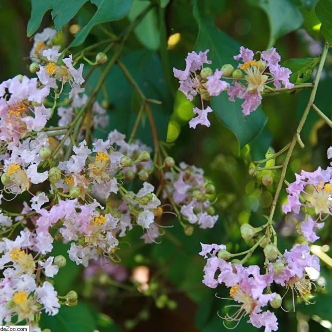 Lagerstroemia indica x fauriei 'Muskogee' ~ Muskogee Crape Myrtle ...